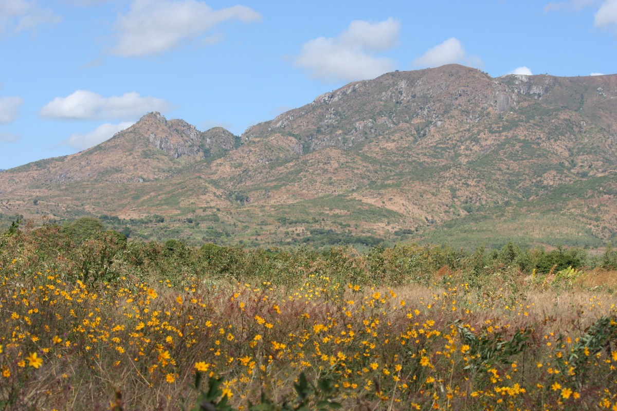 Plain language summary: Ignoring the Role Forests Play in Local ...