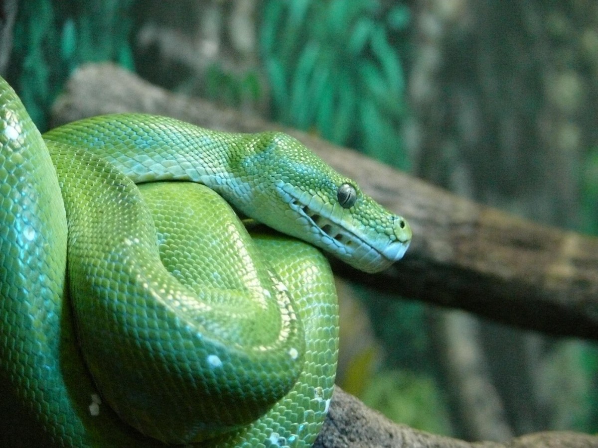 Plain language summary: Close connection to nature may help battle phobic fear of snakes and ...