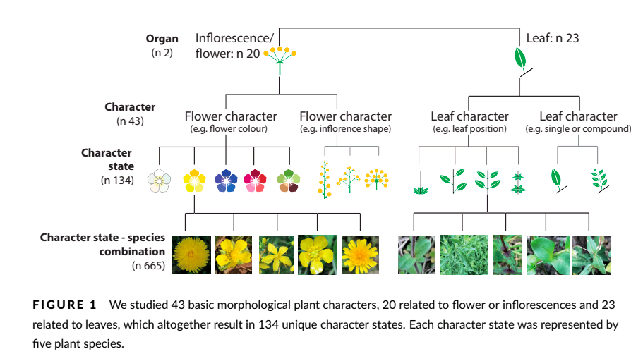 Plain Language Summary: The future of key-based plant identification ...