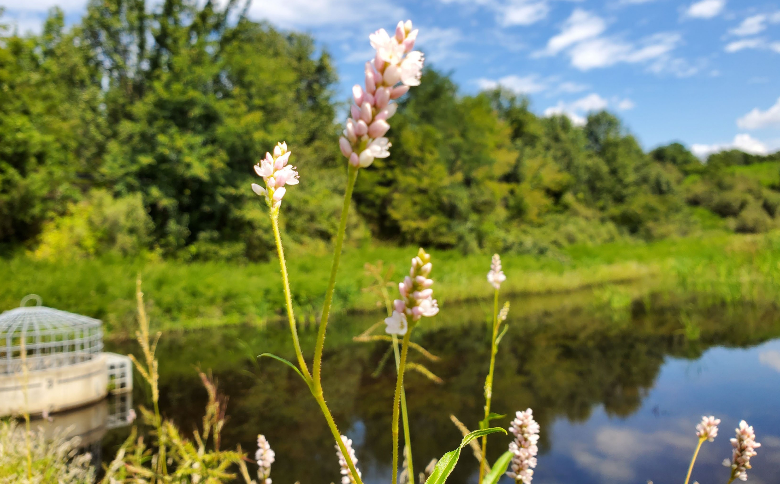 Plain Language Summary: Plant lists for nature-based urban ...