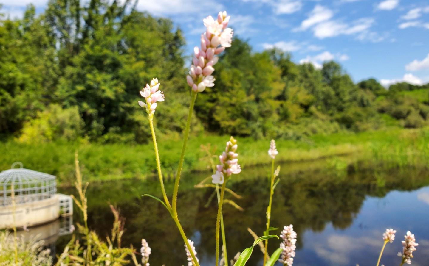 Plain Language Summary: Plant lists for nature-based urban ...