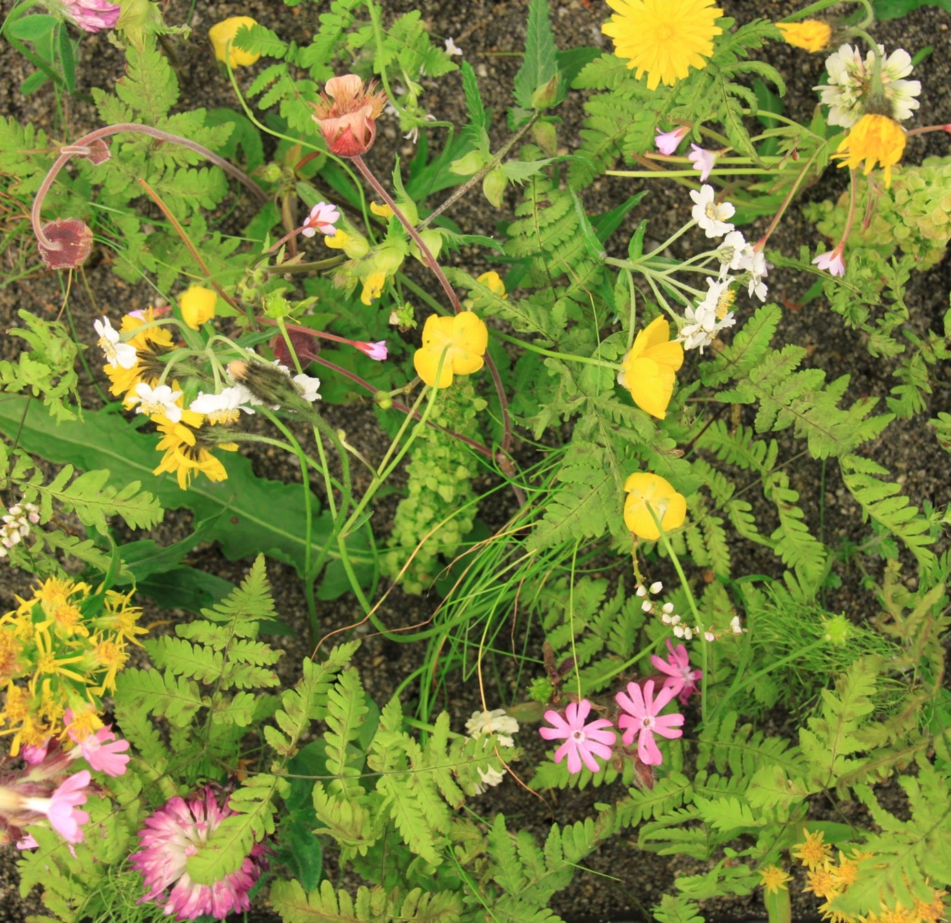 Plain Language Summary: Knowledge helps us to see and to like plant ...