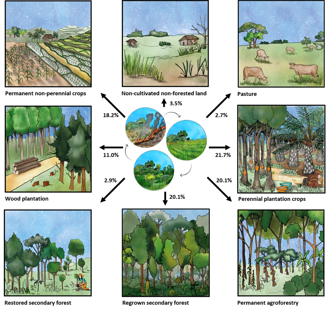 Plain Language Summary: What happens after shifting cultivation? Eight transitions with varied ...