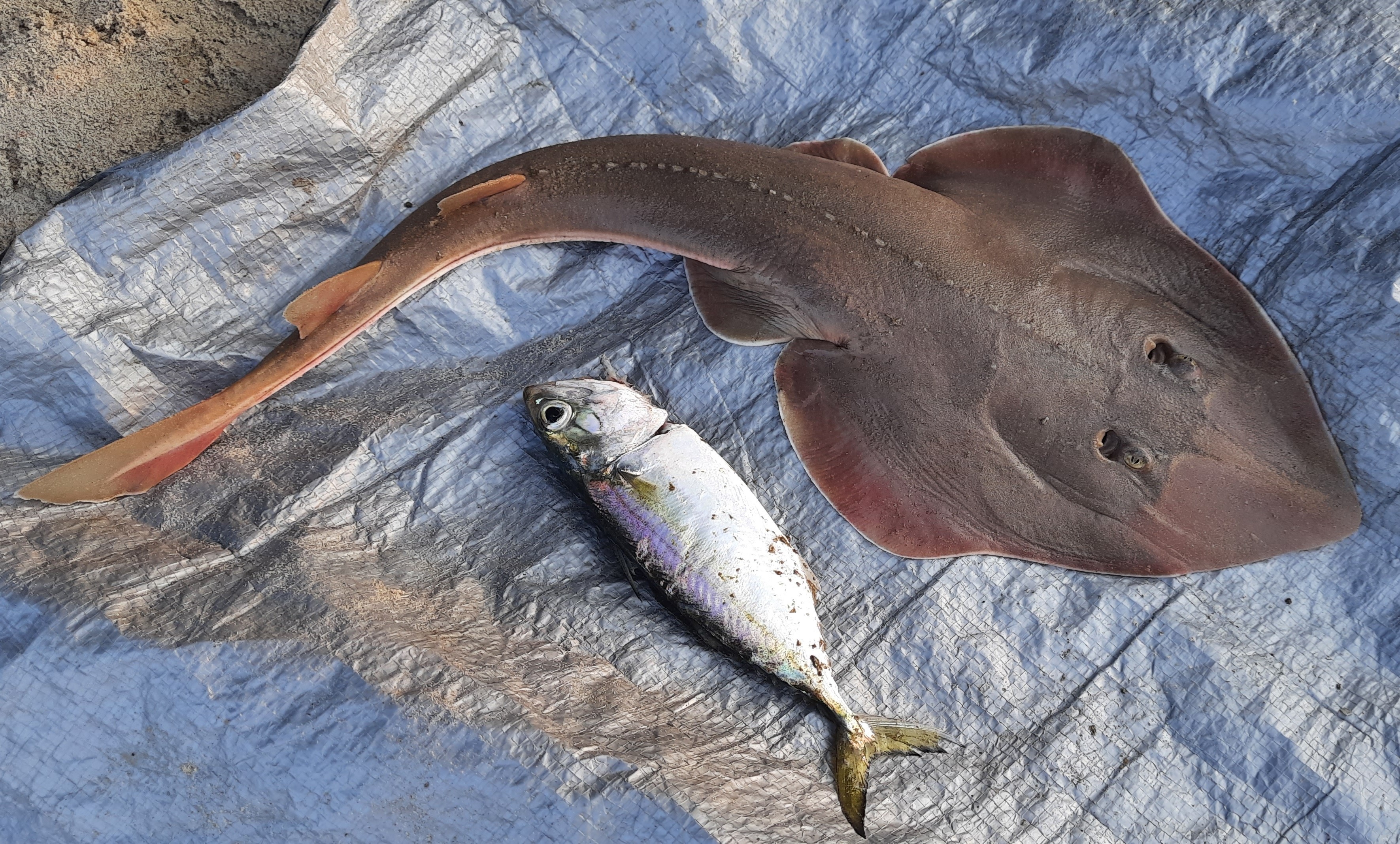 Plain Language Summary: Local knowledge of fishers can help conserve ...