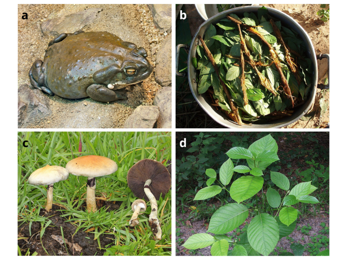 Plain Language Summary: The dark web sells plants and animals for ...