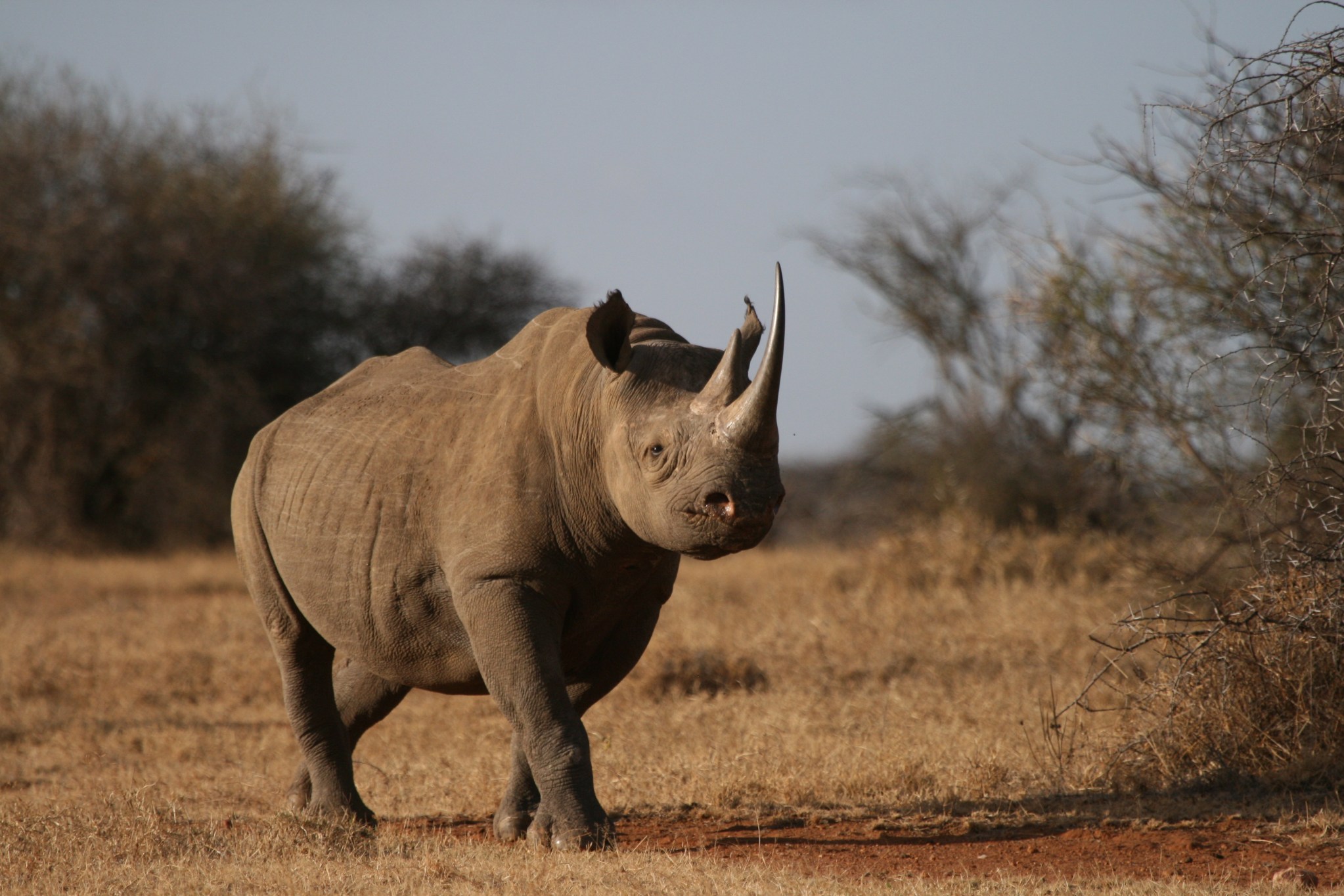 Plain Language Summary: Shrinking rhino horns, really? – Relational ...