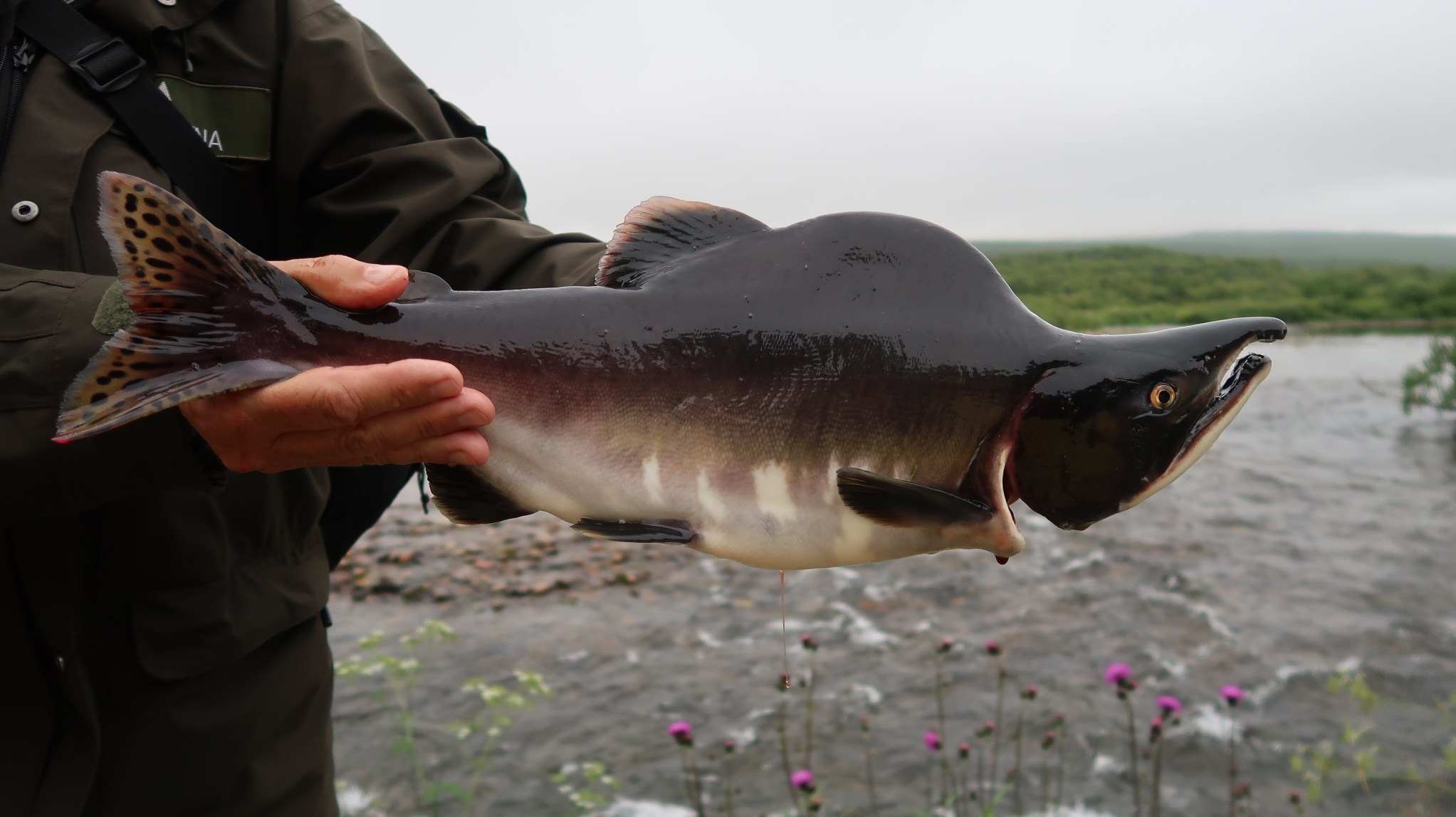 Plain Language Summary: Recreational anglers in Norway report ...