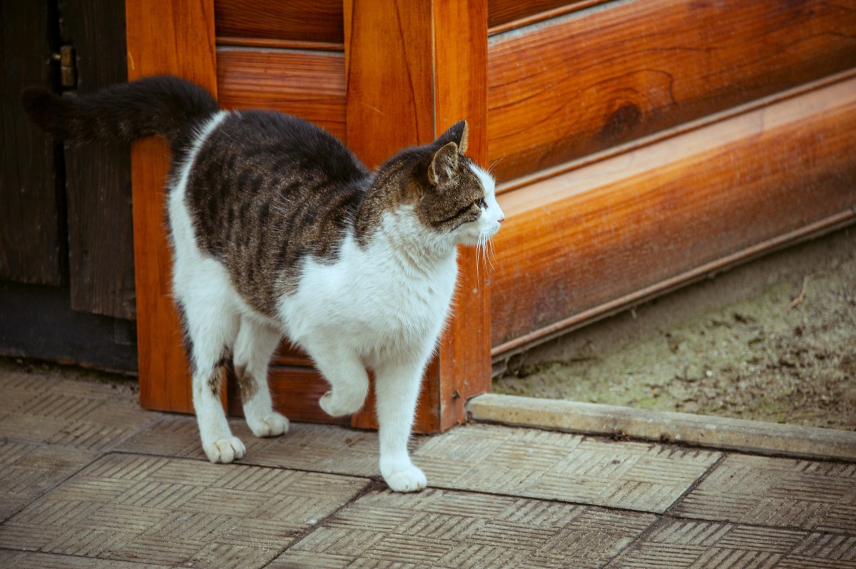 Plain Language Summary: How owners value cats’ choices has implications ...