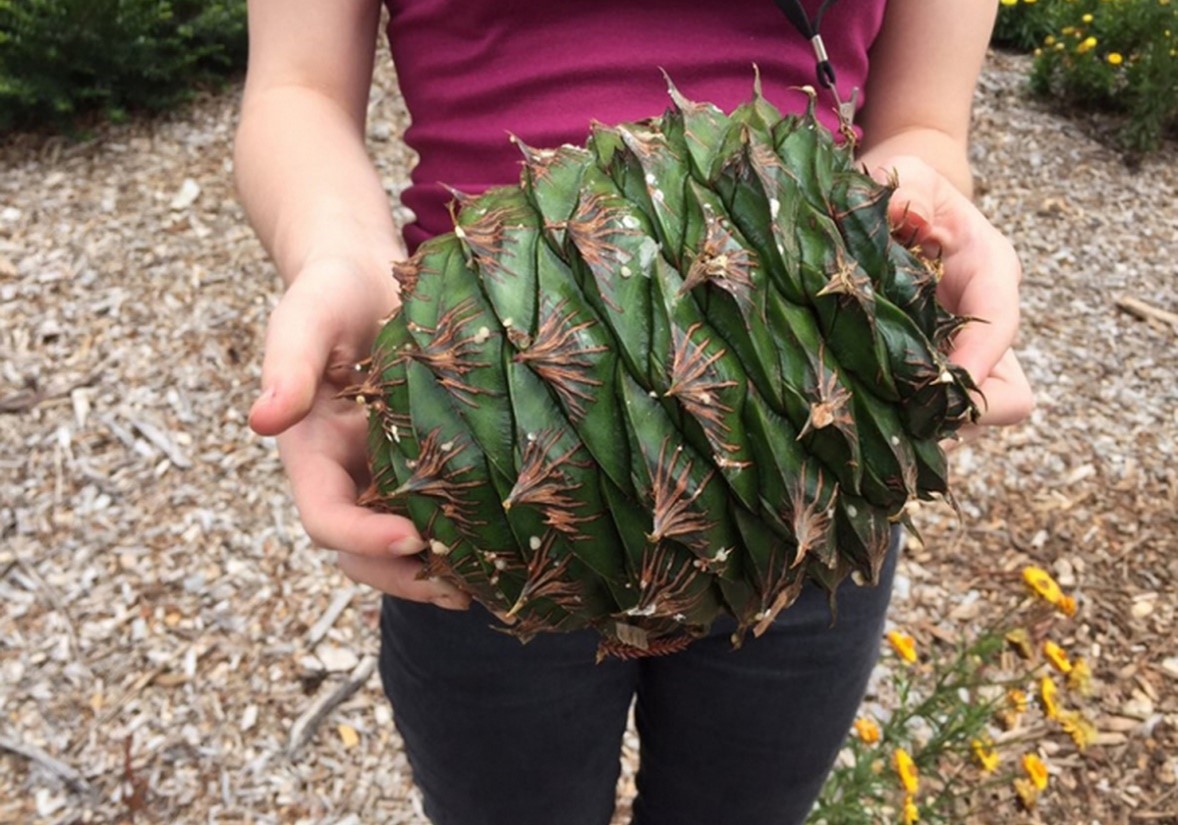 Genomic research highlights Indigenous ecological knowledge for Bunya ...
