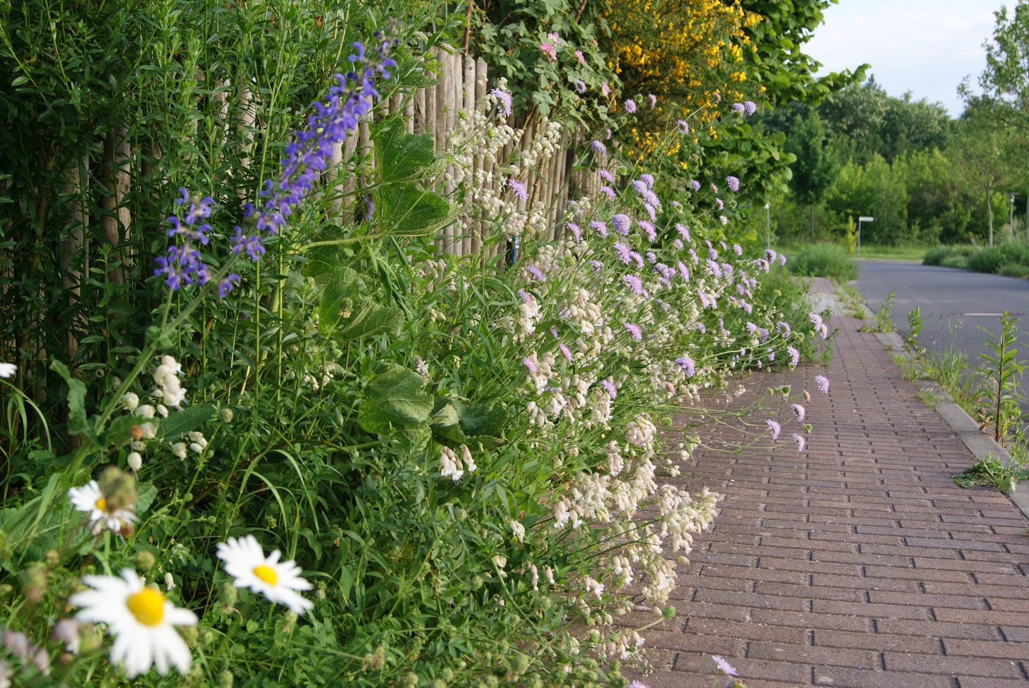 Plain Language Summary: Gardens as guardians in native plant ...