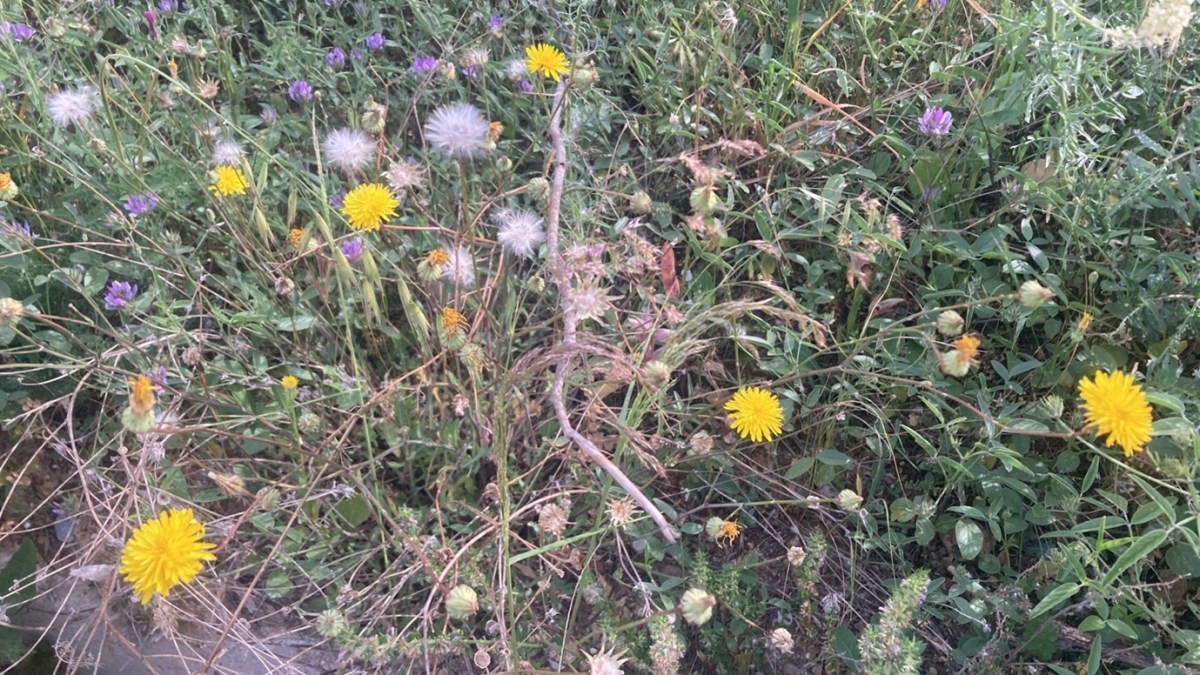 Plain Language Summary: Nature connection in adulthood: The role of childhood nature experiences ...