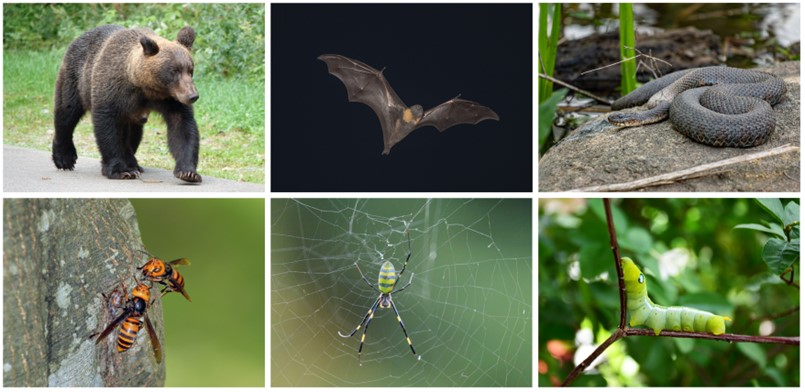 Plain Language Summary: Biophobia: what it is, how it works, and why it ...