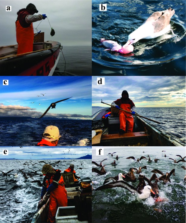 Plain Language Summary: Beyond Catching Fish: How Seabirds and Fishers ...