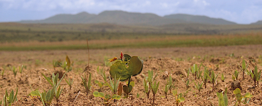 Plain Language Summary: Social Innovation in Native Seed Collectors Networks: Catalysing ...