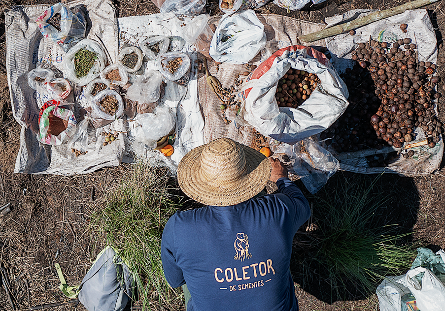 Plain Language Summary: Social Innovation in Native Seed Collectors Networks: Catalysing ...