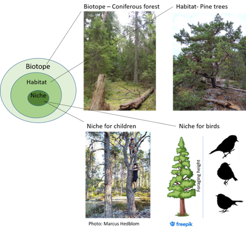 Plain Language Summary: Play biotopes put into practice – creating synergies between children ...