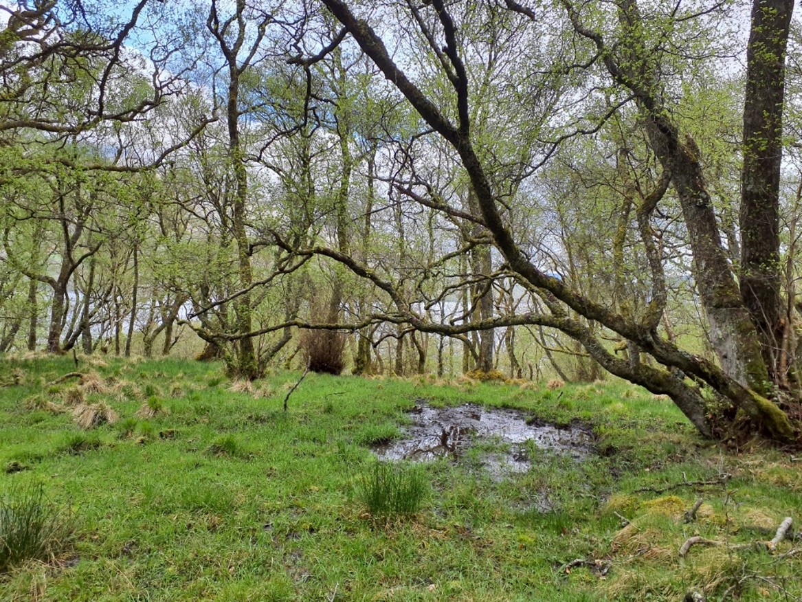 Plain Language Summary: The missing woodland story: implications of ...