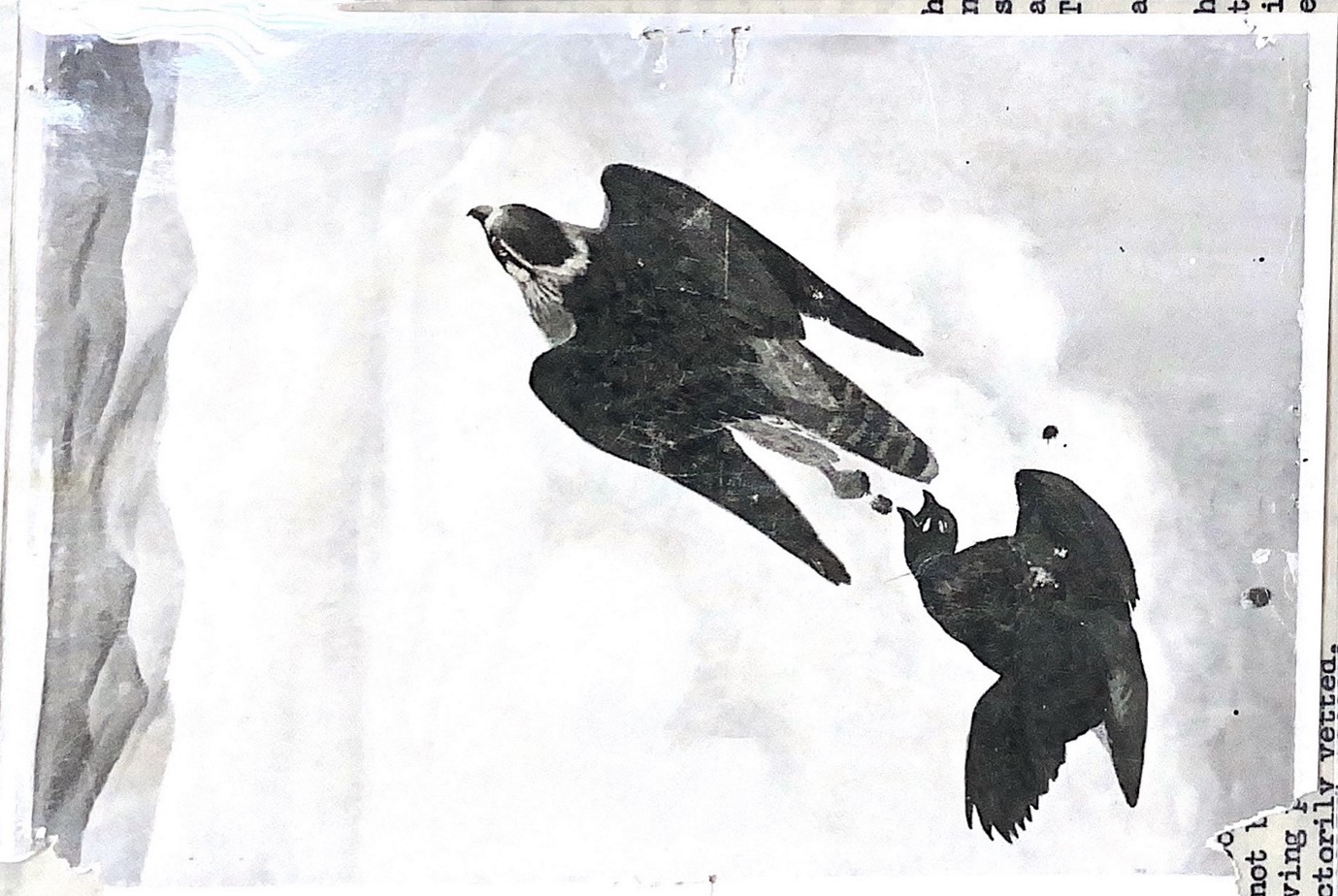 Plain Language Summary: On the tail of two species: The changing place ...