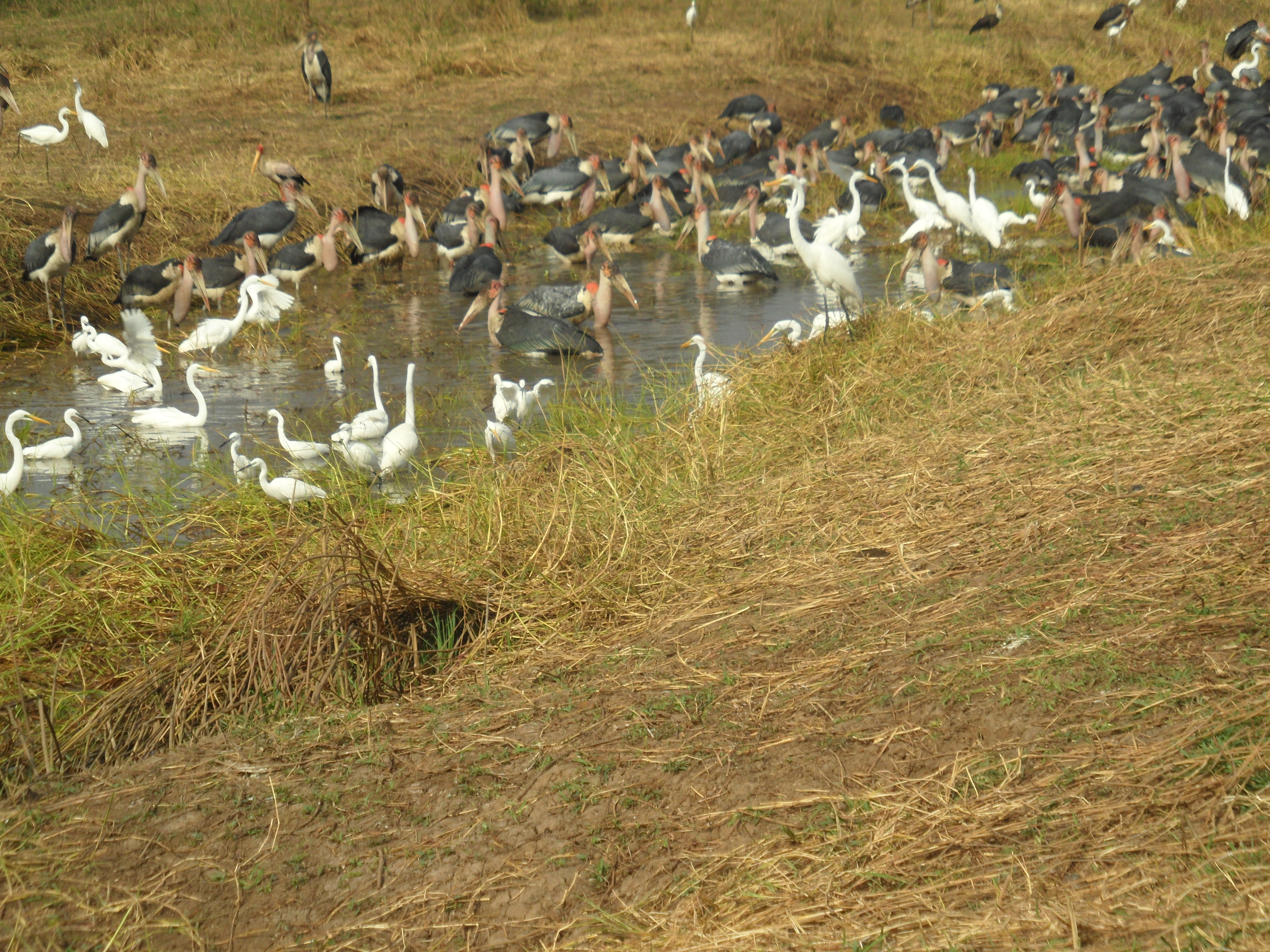 Plain Language Summary: Understanding the sacred Connection: how birds ...