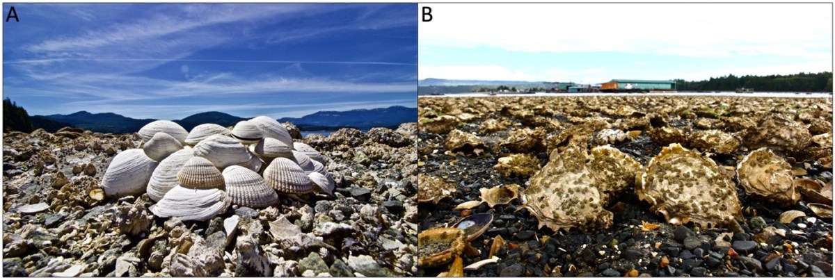 Plain Language Summary: How Multiple Ways of Growing Shellfish Provide ...