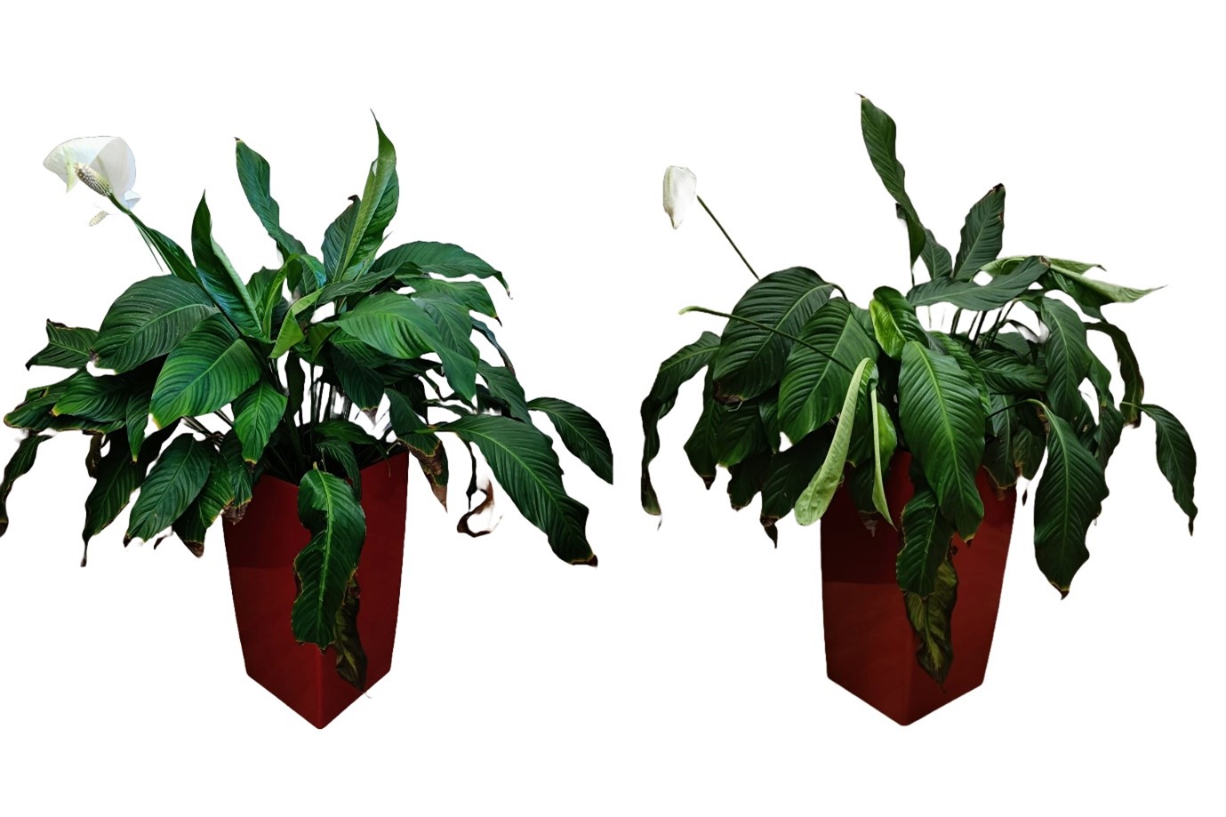 Plain Language Summary: Compassion and the perceived rarity of plants ...