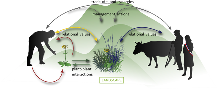 Plain Language Summary: Navigating human-plant reciprocity: commercial harvesting by ...