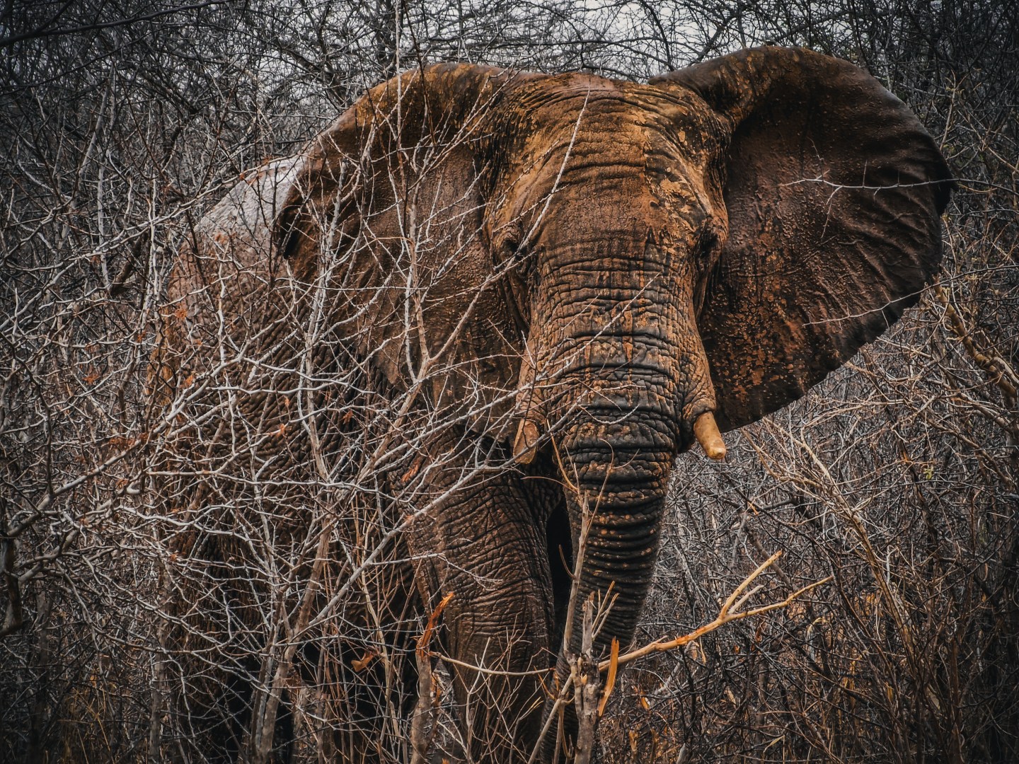 Plain Language Summary: Living with Elephants: A Case Study from ...