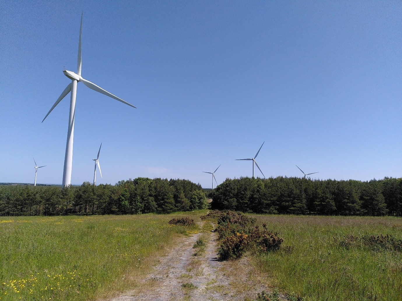 Plain Language Summary How Can We Understand The Decisions Made In Rewilding To Encourage