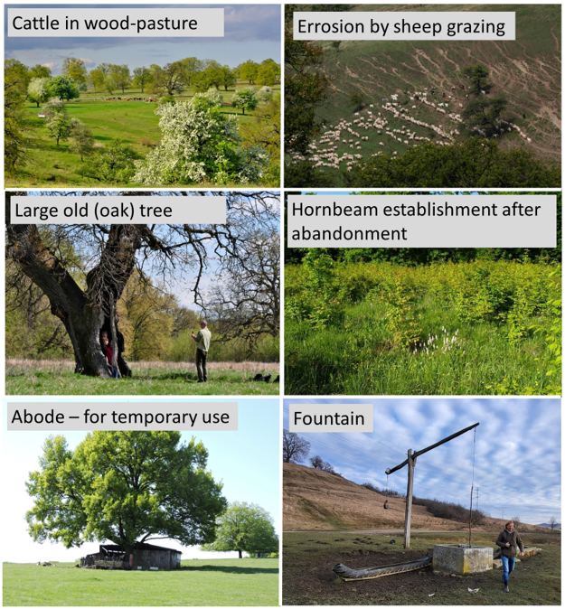 Plain language summary: A Cultural Values Model approach to understand changing ancient wood ...