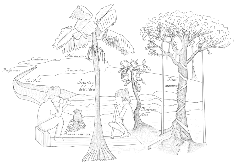 Plain language summary: How Indigenous communities use plant traits to ...