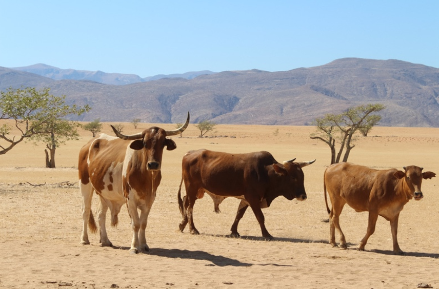 Plain language summary – Why communal farmers intend to report ...