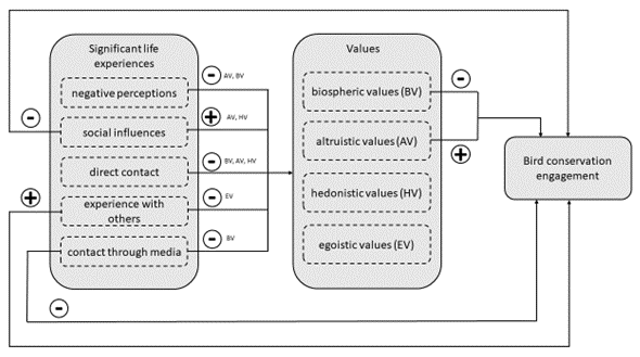 Plain language summary – How early experiences shape values and lead to ...